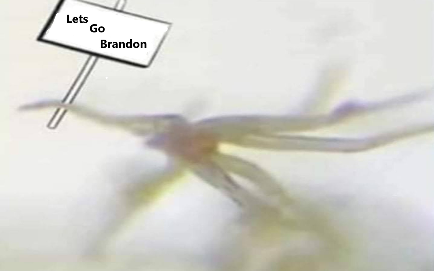 Polypodium - RonaRhetoric.com - Discussing Jab Contents/Organisms